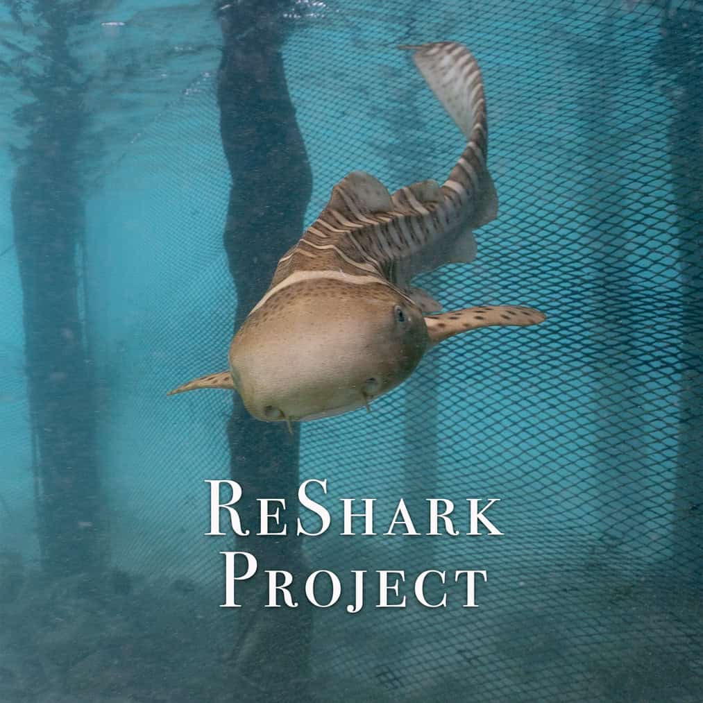 ReShark Project - Indo Pacific Films