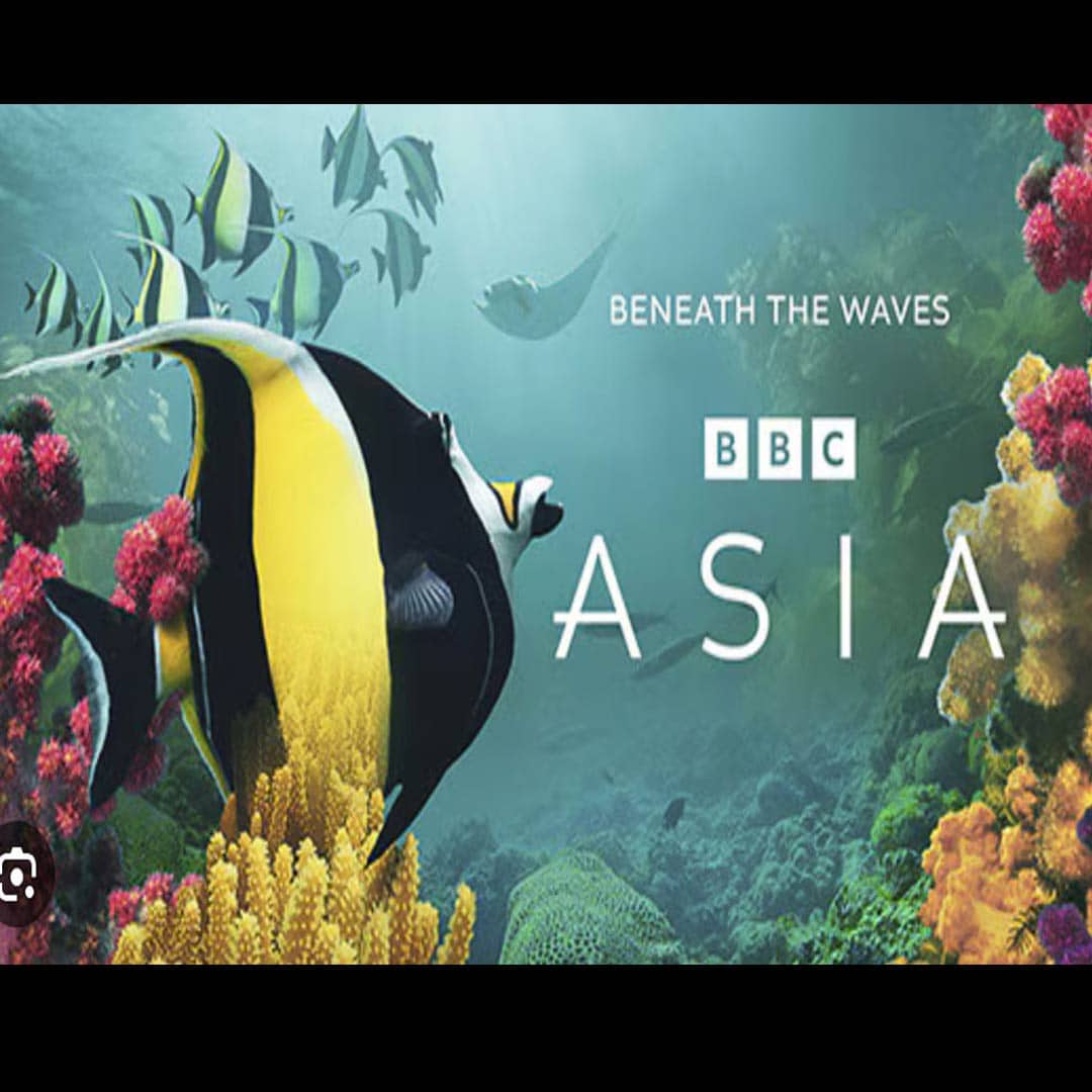 BBC Asia - Beneath the Waves - Indo Pacific Films
